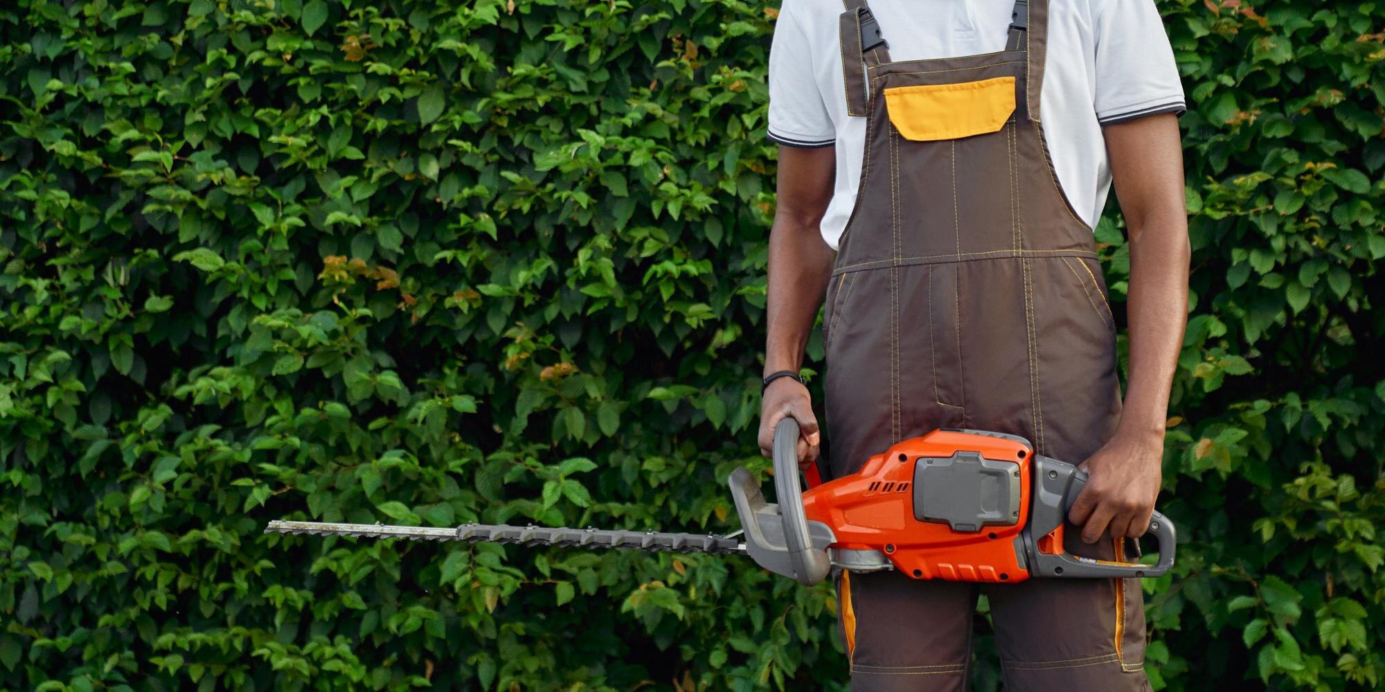 What’s the difference between trimming and pruning? – Kate's blog What’s the difference between trimming and pruning? – Kate's blog